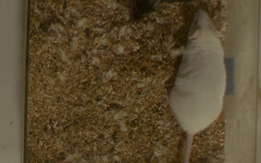 Social Interaction Archives - OpenBehavior