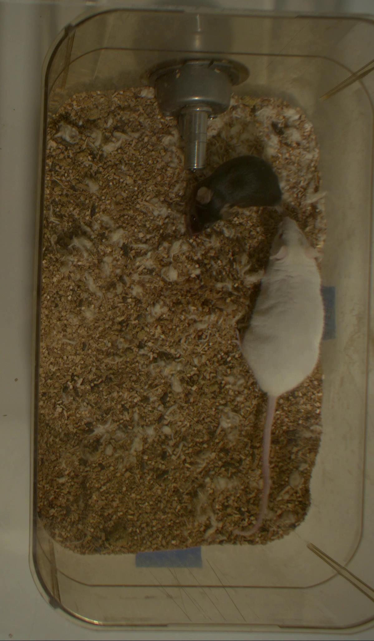 Resident-Intruder Videos Donated by Sam Golden | OpenBehavior