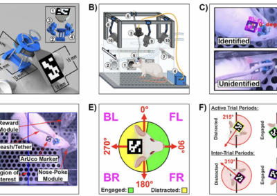 Behavioral Observation Research Interactive Software (BORIS) | OpenBehavior