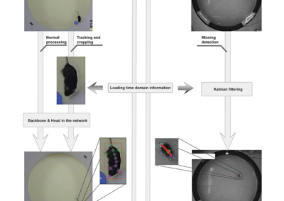 Behavioral Observation Research Interactive Software (BORIS) | OpenBehavior