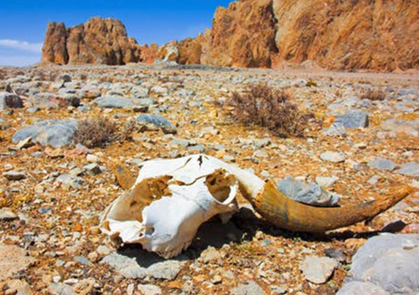 The influence of climate change on biodiversity – WRTG 101-83 Class ...